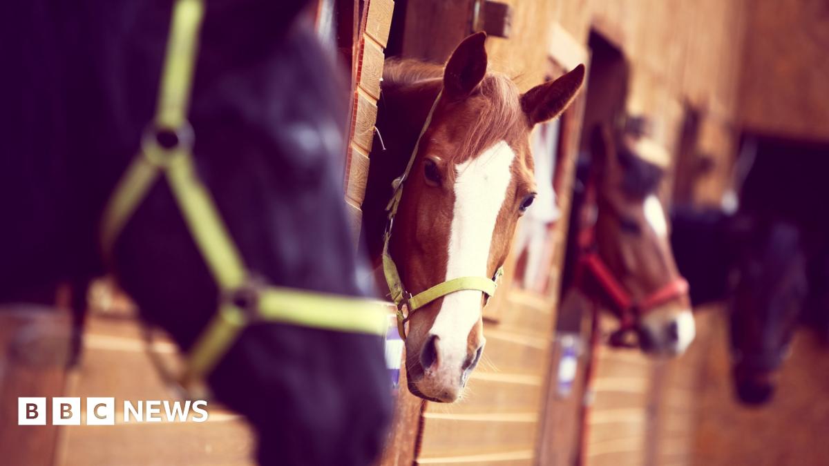 Horses can communicate with us - scientists - BBC News