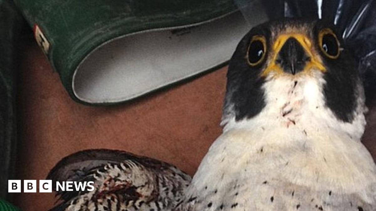 Reward offered after peregrine falcon shot in Bishop Middleham - BBC News