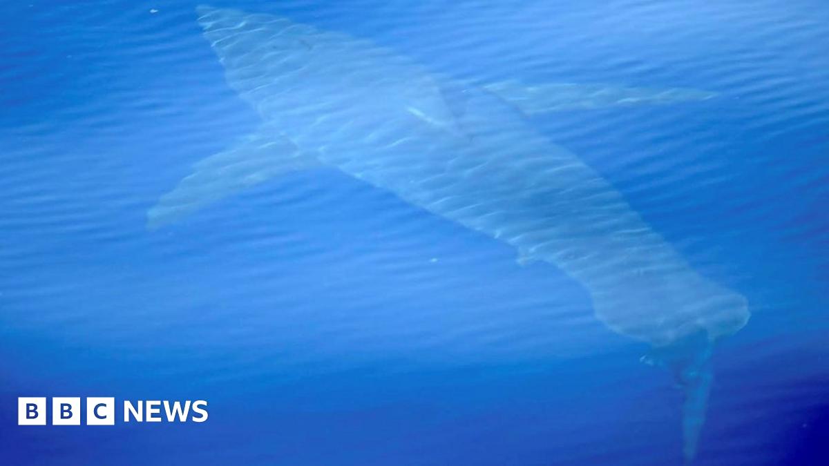 Shark sighted off Majorca, first great white there in 40 years - BBC News