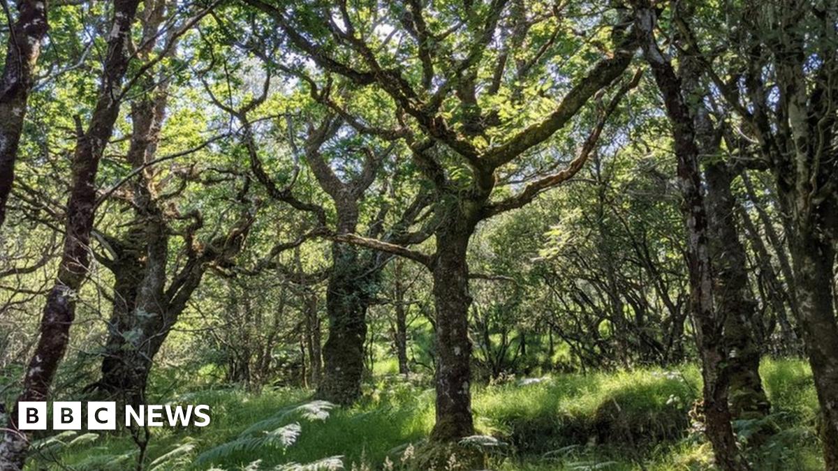 RSPB launches bid to save Scotland's rainforest - BBC News