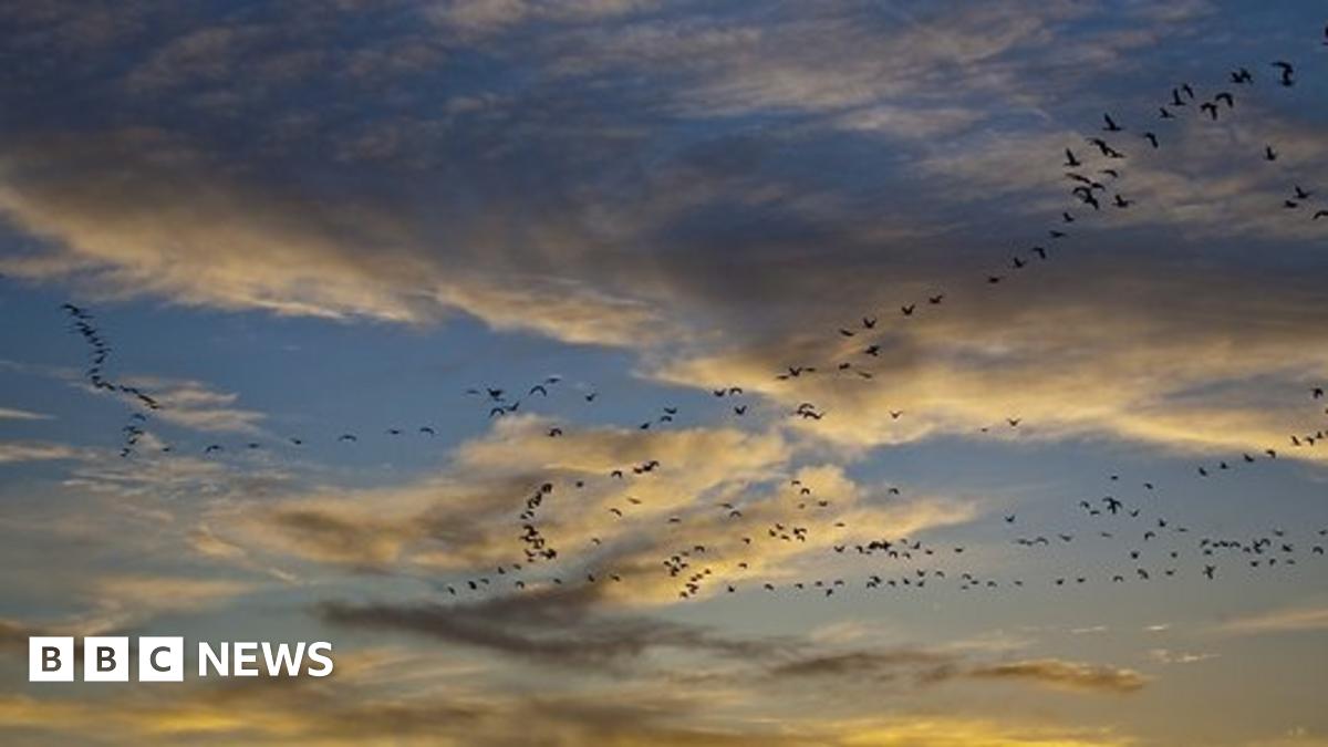 Migratory birds 'lack world protection' - BBC News