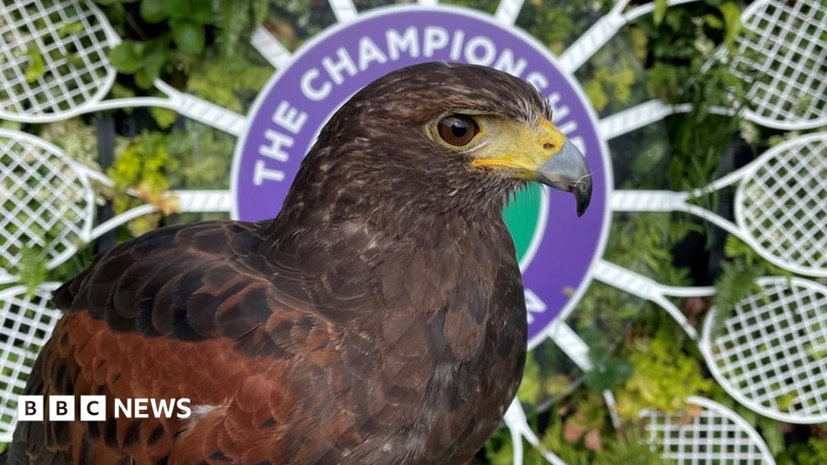 Wimbledon hawk Rufus completes 15th year of service - BBC News