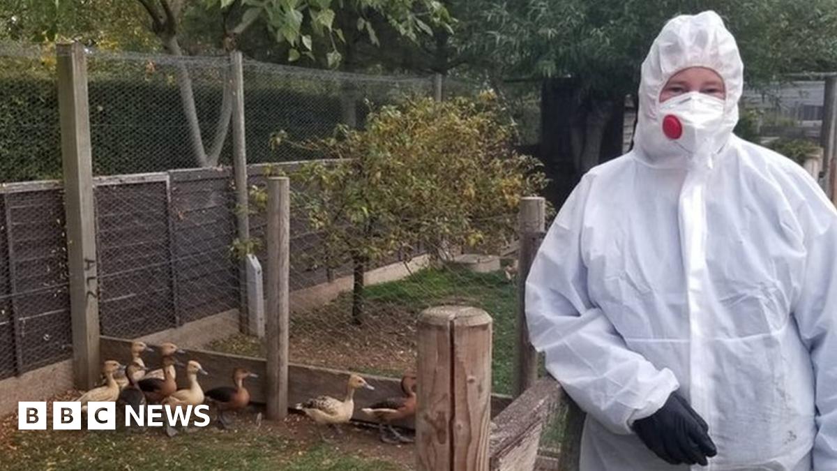 Bird flu: More than 200 rare and exotic birds culled in Maldon - BBC News
