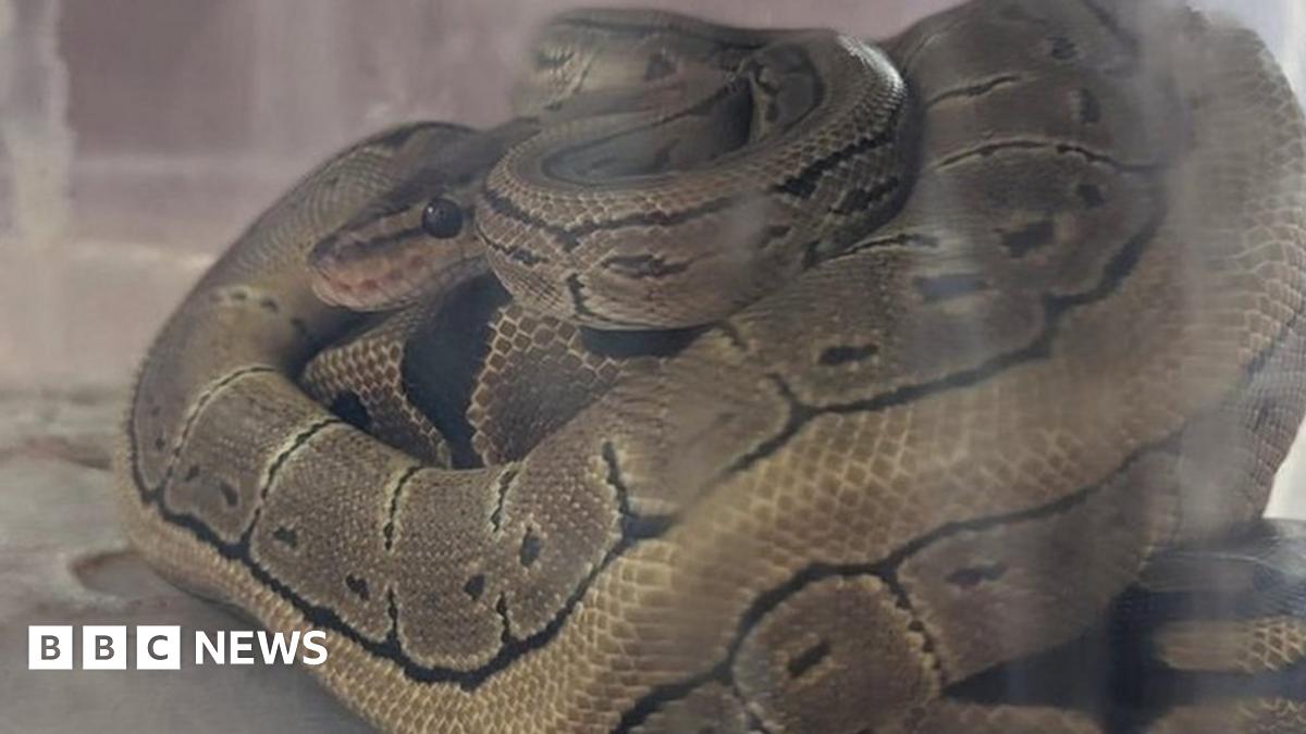 Pythons thrown from moving car in Birmingham - BBC News