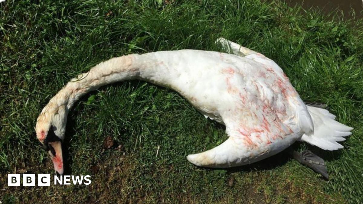 Swan shot dead in Nuneaton in 'appalling act of cruelty' - BBC News