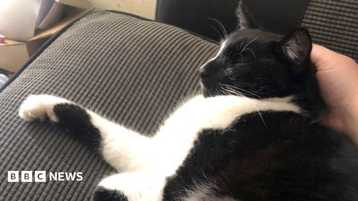 Missing cat found 250 miles from home - BBC News