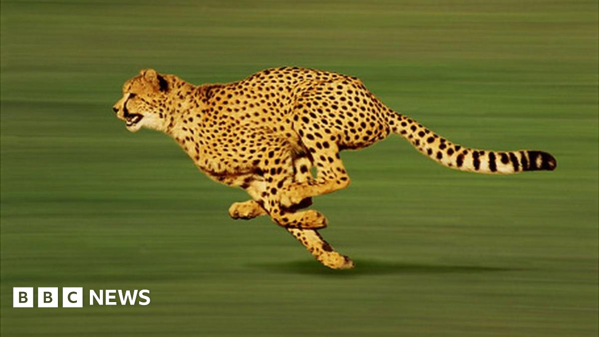 Cheetah: The world's fastest cat is returning to India - BBC News