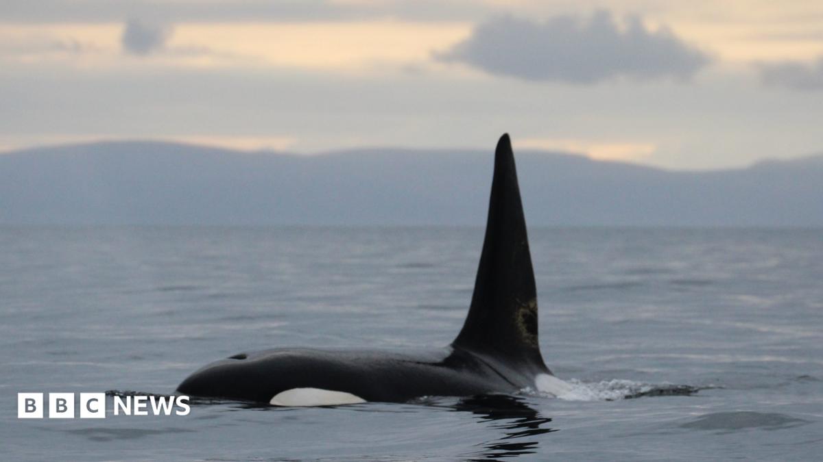 Icelandic orcas in record Moray Firth visit - BBC News