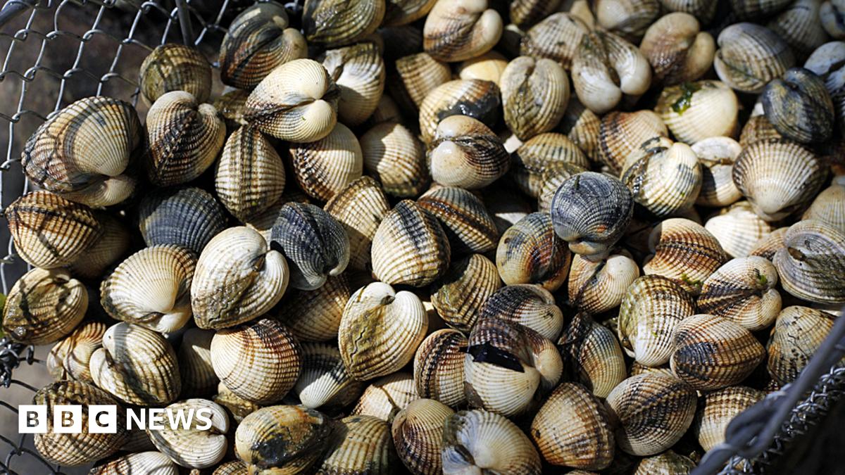 Cockle 'transplant' could let Solway beds reopen - BBC News