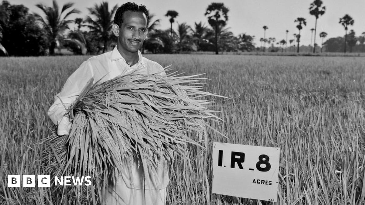 IR8: The miracle rice which saved millions of lives - BBC News