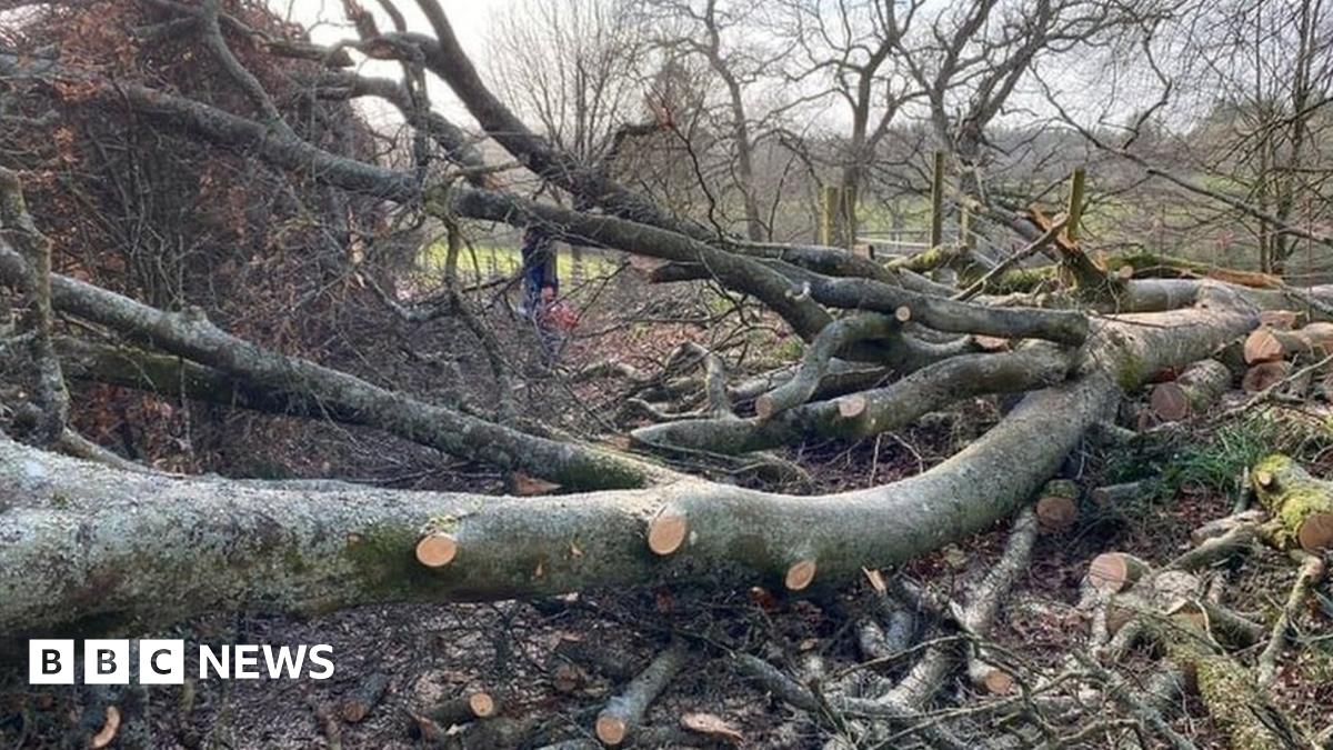 Minstead Trust launches fundraising appeal after storm damage - BBC News