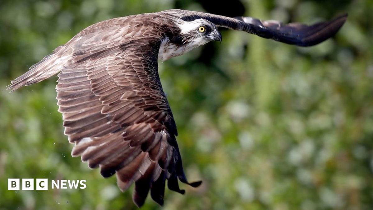 Ospreys: First breeding pair in Ireland for centuries - BBC News
