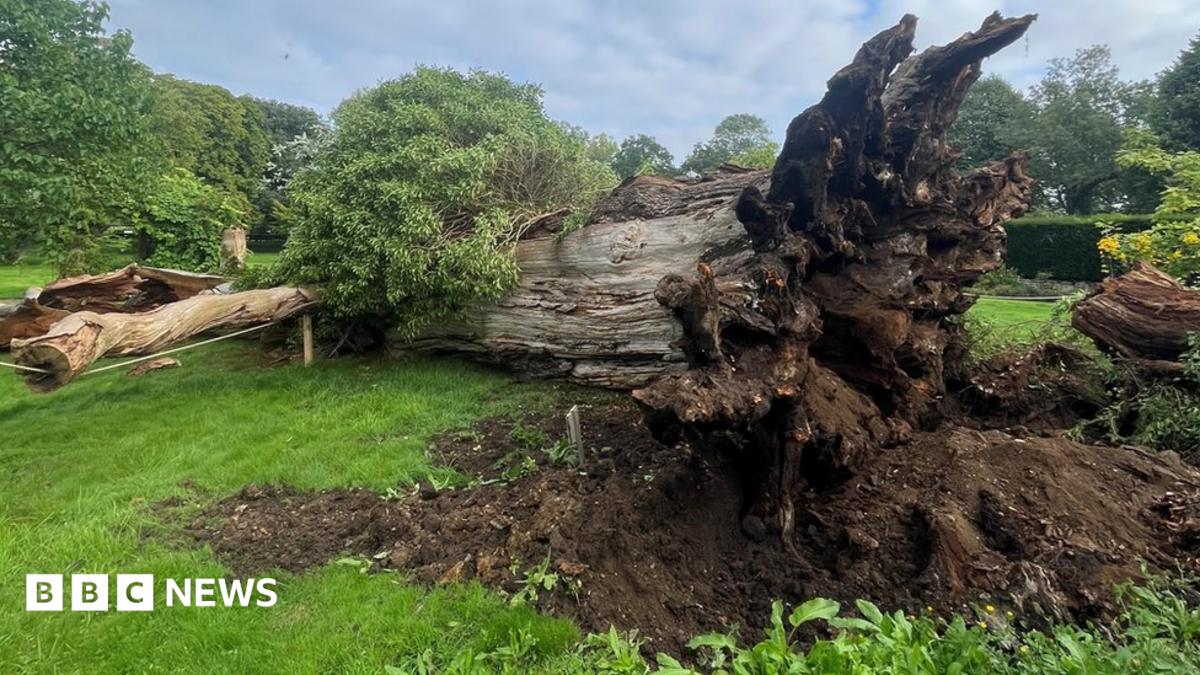 Suffolk's 'oldest tree' blown over after Storm Babet hits county - BBC News