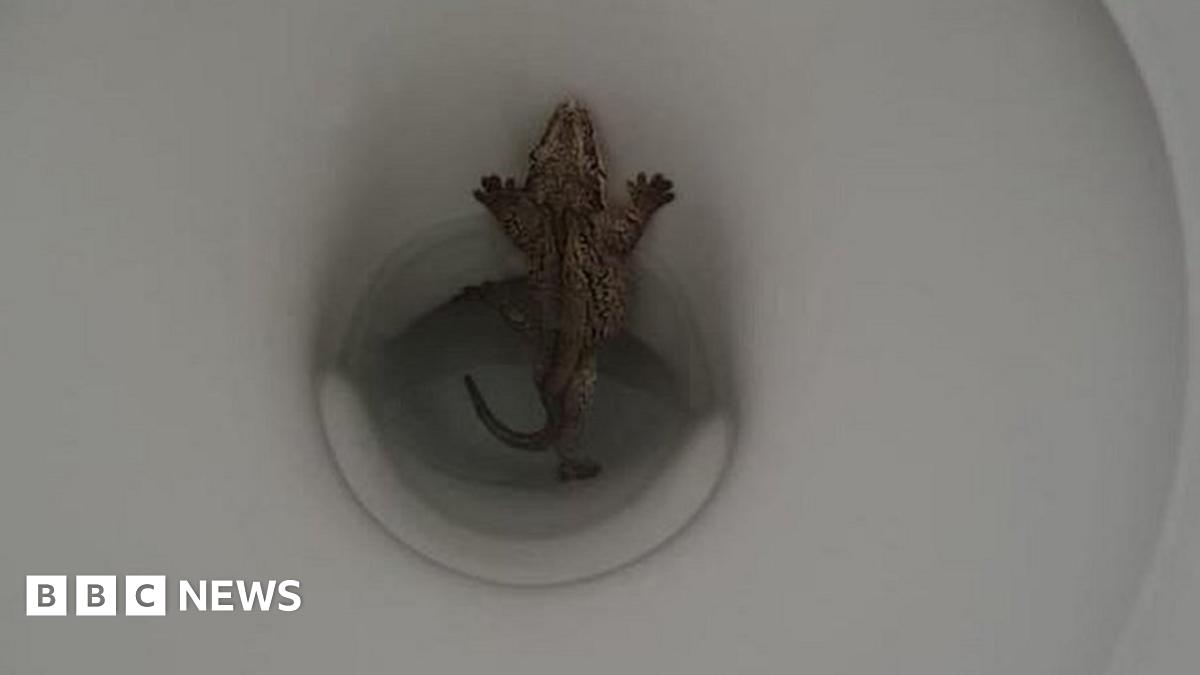 Toilet-dwelling lizard inconveniences Bristol man - BBC News
