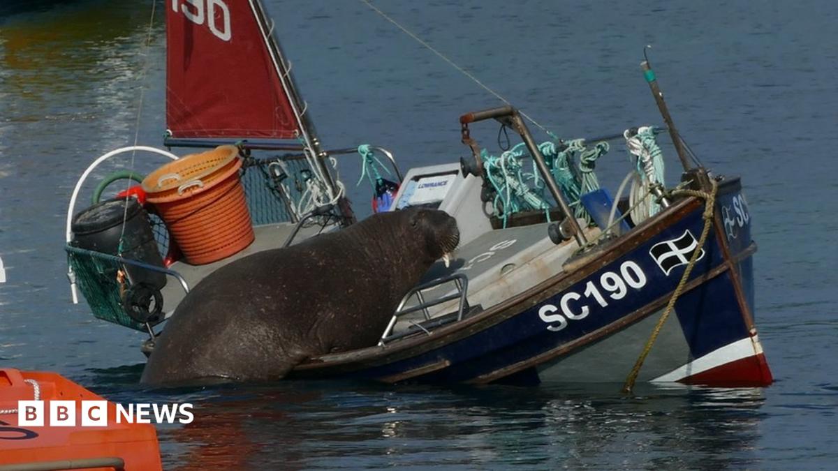 Isles of Scilly: Walrus Wally no longer welcome - BBC News