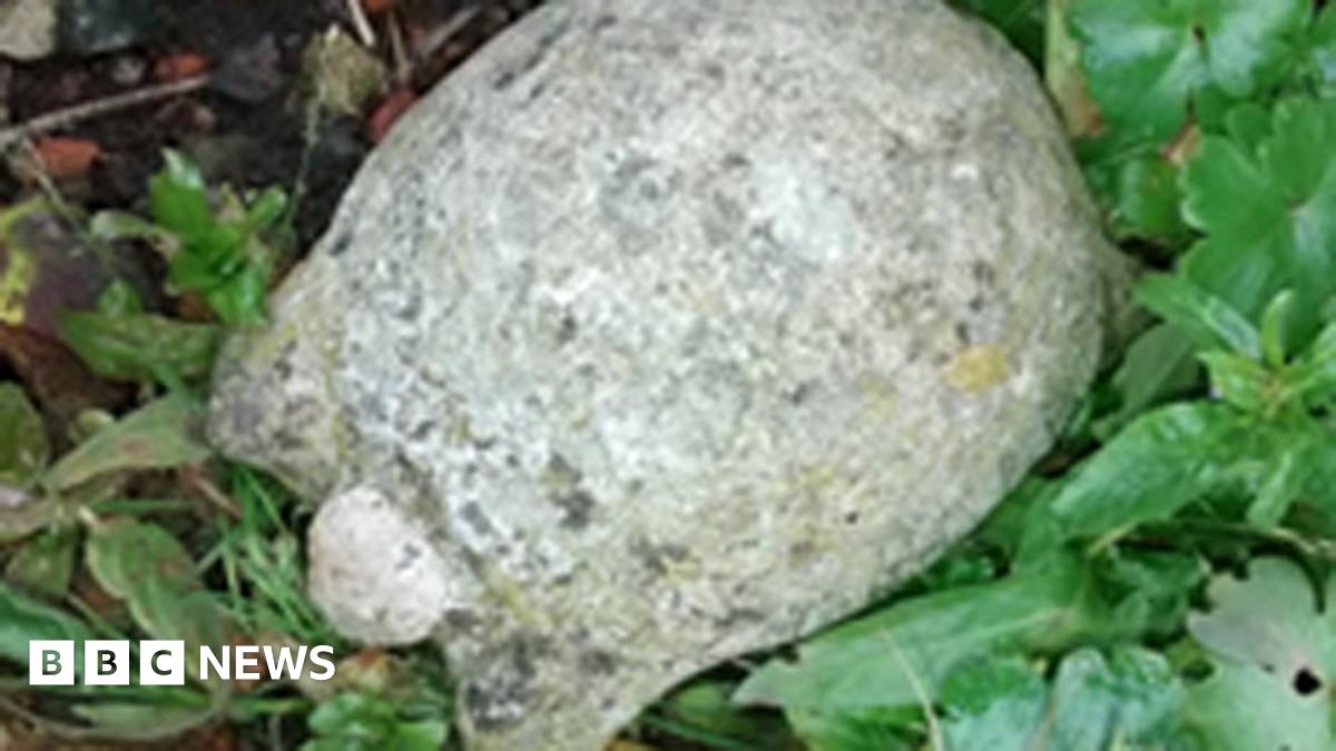 RSPCA called to tortoise rescue find garden ornament - BBC News