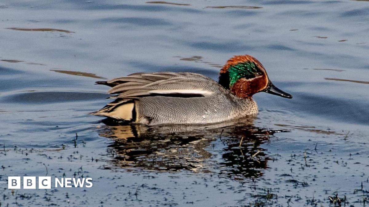 Your photos across the West Midlands: Birds, bridges and bronze ...