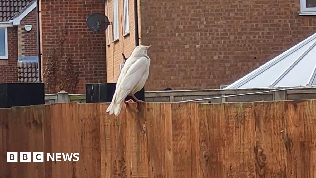 Rare white starling spotted by Chatteris bird watchers - BBC News