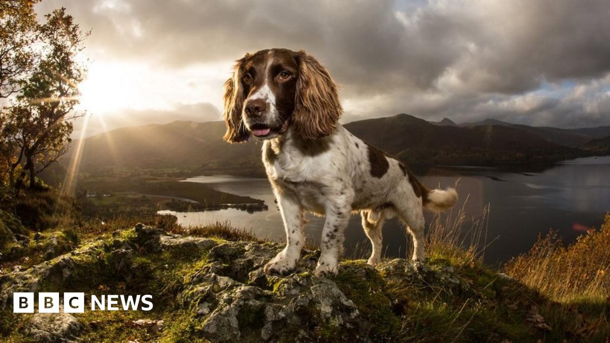 Going for a Lake District walk with Max the Miracle Dog - BBC News