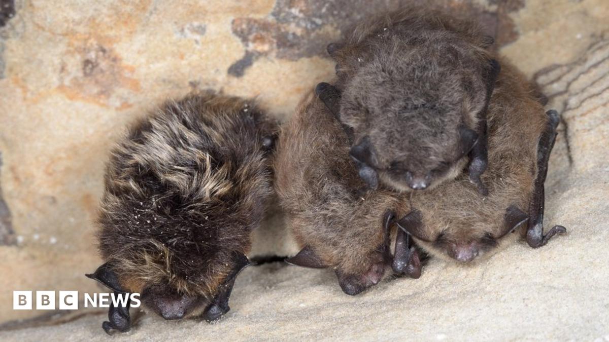 Baildon: Hibernating bats delay demolition of town's former library ...