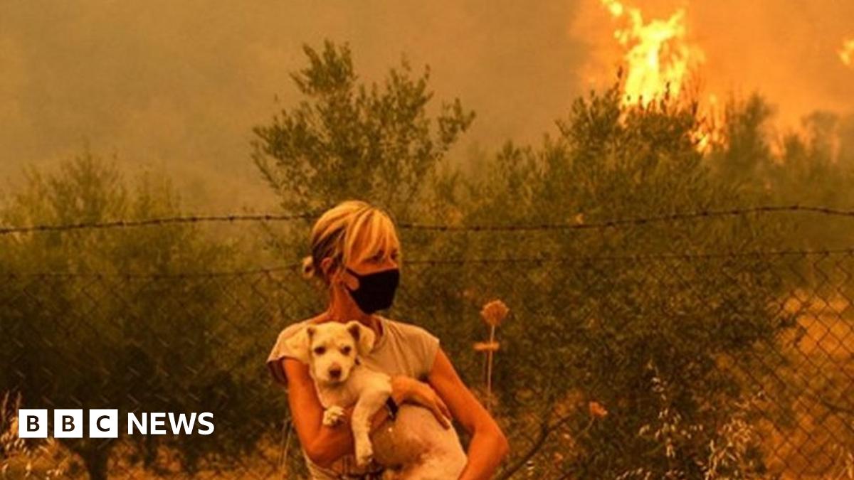 COP27: Prioritise climate or face catastrophe - UN chief - BBC News