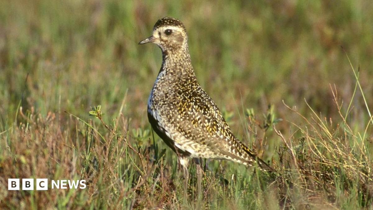 Wind farm construction 'cuts golden plover numbers by 80%' - BBC News