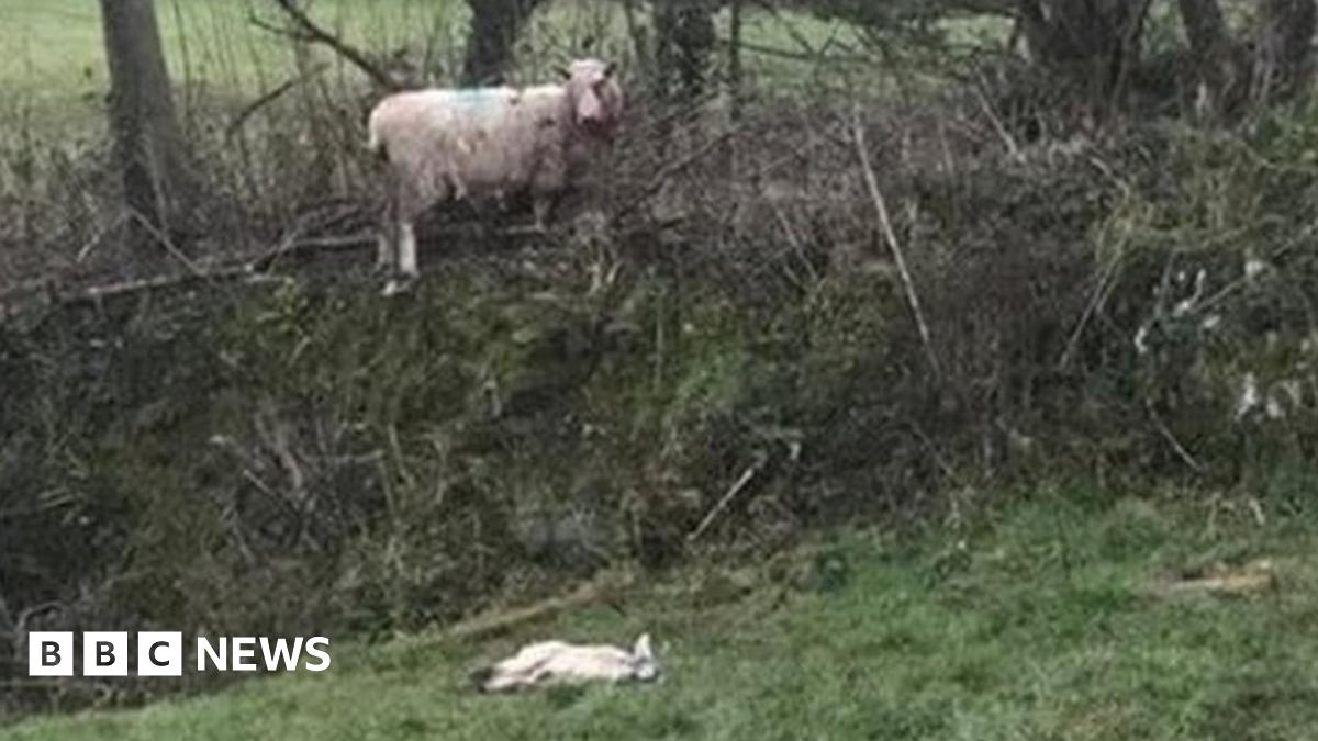 Tavistock: Dog attack on Dartmoor farm kills 45 sheep - BBC News