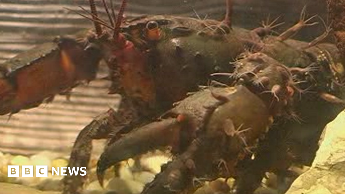 Ancient crayfish and worms may die out together - BBC News