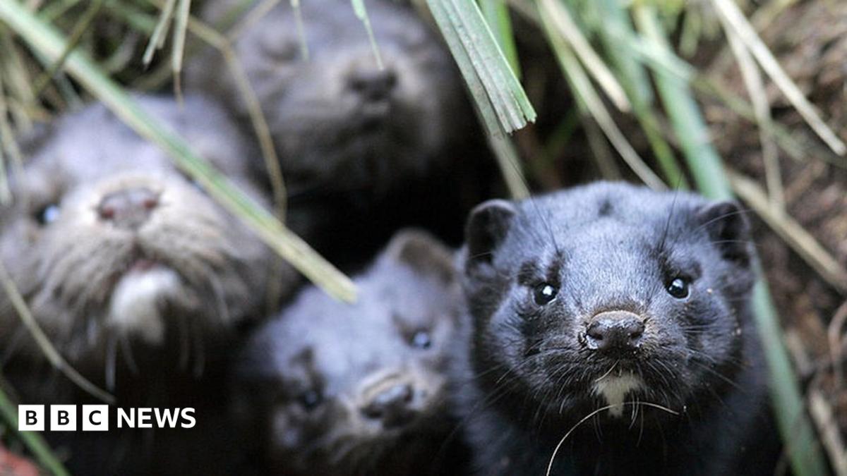 Killer American mink 'in every Welsh river' - BBC News