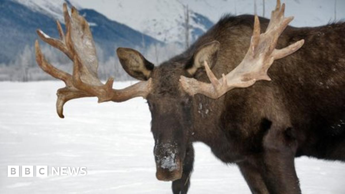 moose in winter