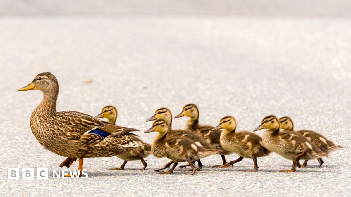 Stoke-on-Trent man questioned after claims van ran over ducklings - BBC ...