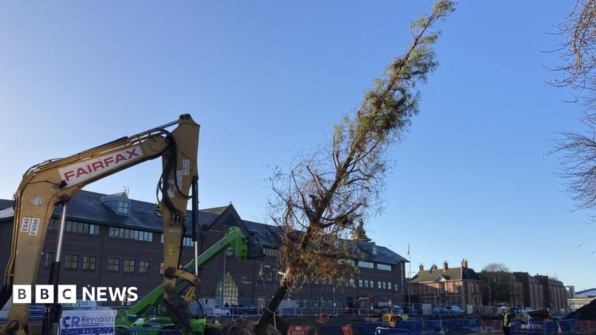 First of 99 new trees planted in Hull's Queens Gardens - BBC News