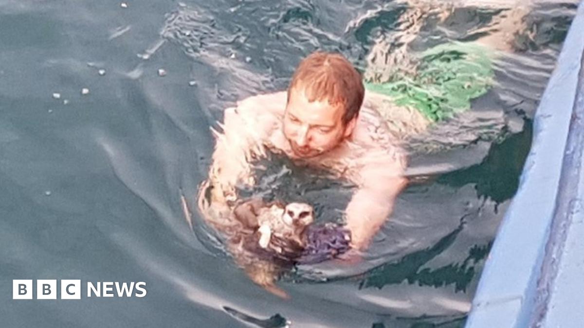 Meerkat rescued after jumping into sea off ship - BBC News