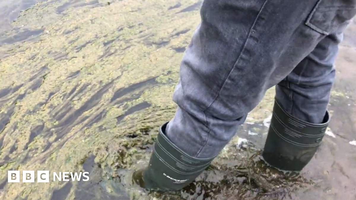 'No trout' in River Towy after 'unprecedented' algae build-up - BBC News