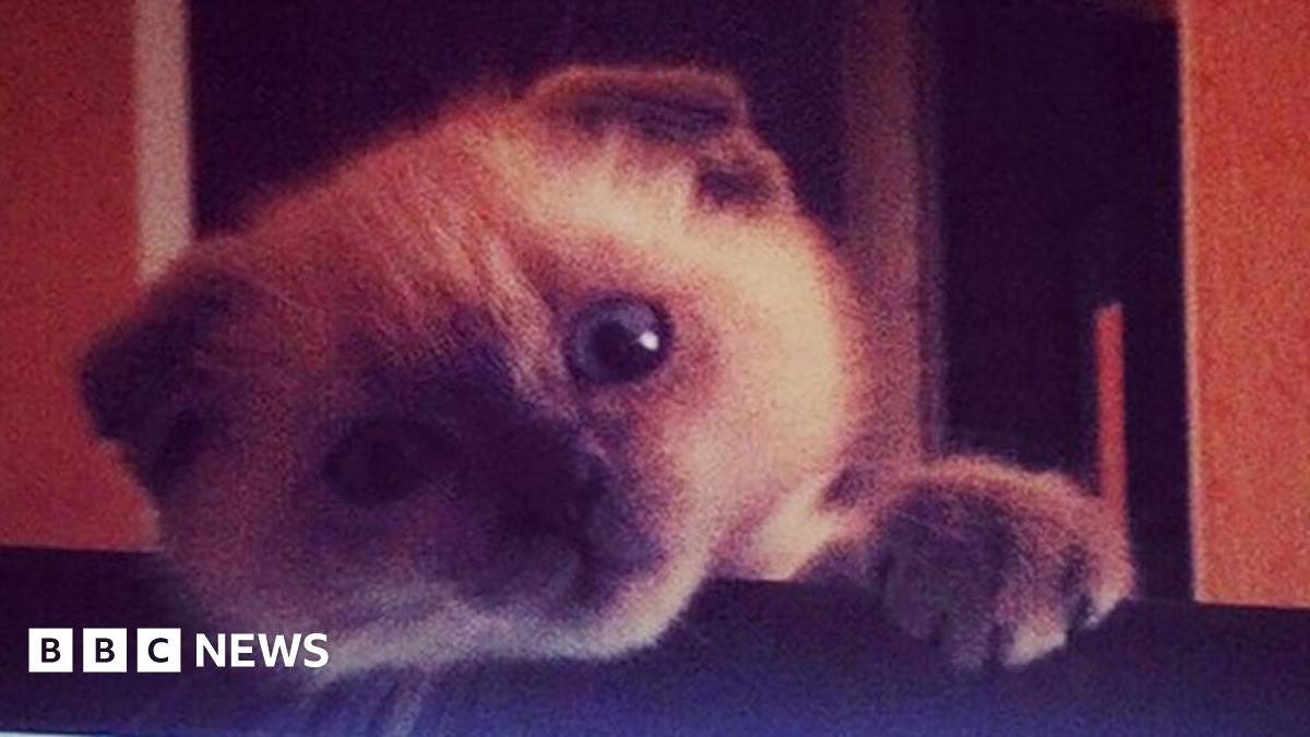 Barsik the Cat and other political animals - BBC News