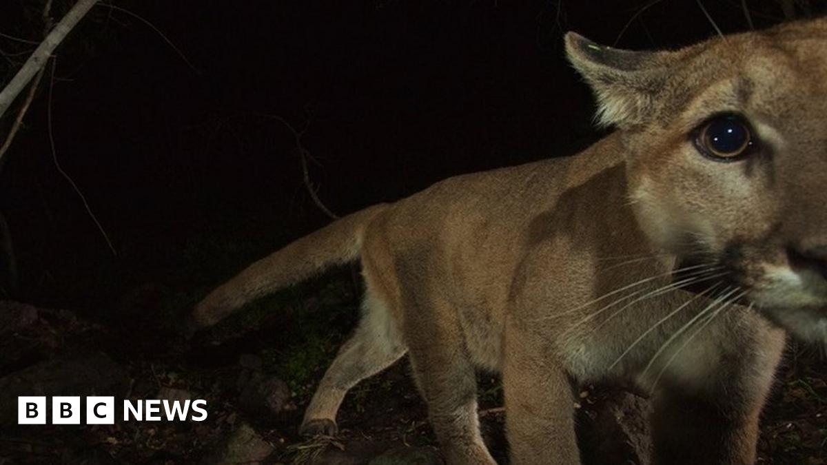 Rare mountain lion killed in California crossing freeway - BBC News