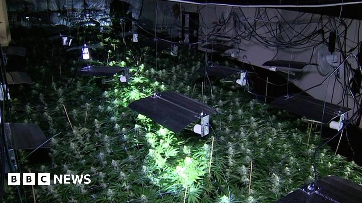 Cannabis farm found at Gala Bingo hall in Kettering - BBC News