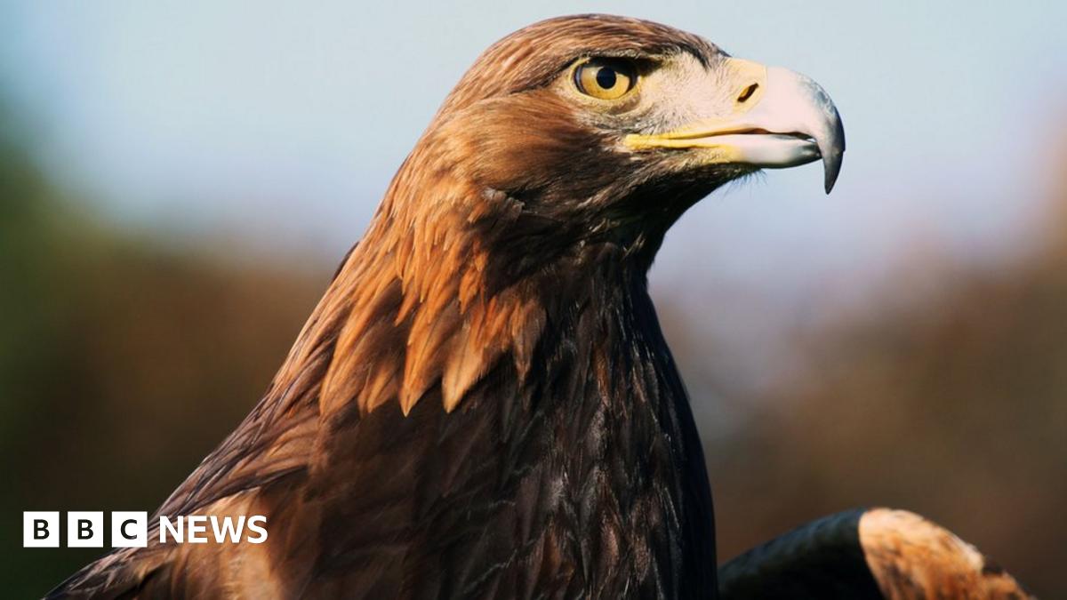 Remains of world's oldest ringed golden eagle found in Sutherland - BBC ...