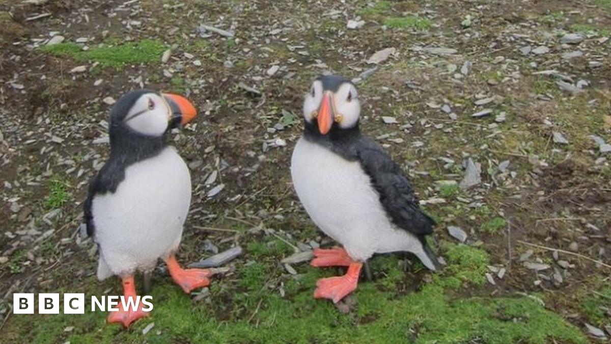 Manx wildlife charity's efforts to reduce biodiversity decline - BBC News