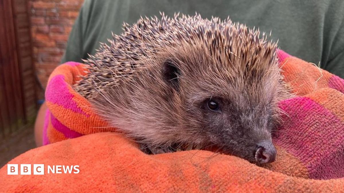 Sanctuary for injured hedgehogs at Devon castle - BBC News