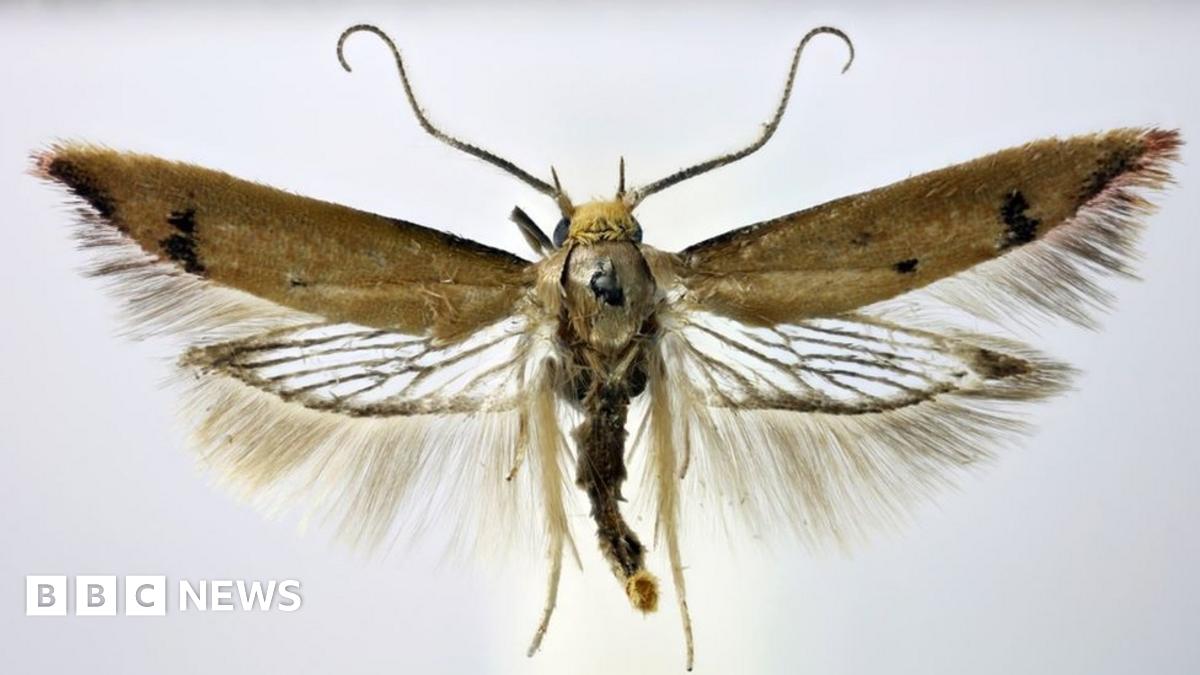 Ealing: New species of moth discovered in west London park - BBC News