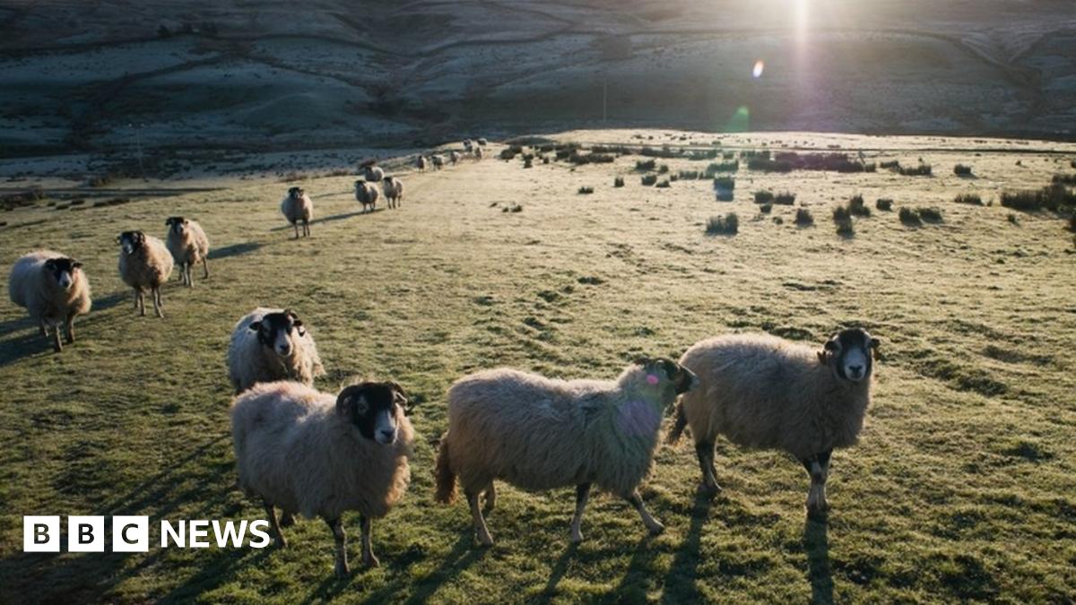 Hardship fund for Scottish farmers hit by Cap funding delays - BBC News