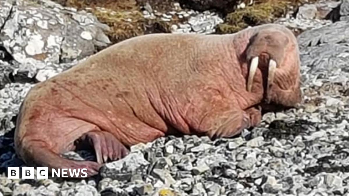 Arctic walrus 'Wally' spotted on Isle of Harris - BBC News