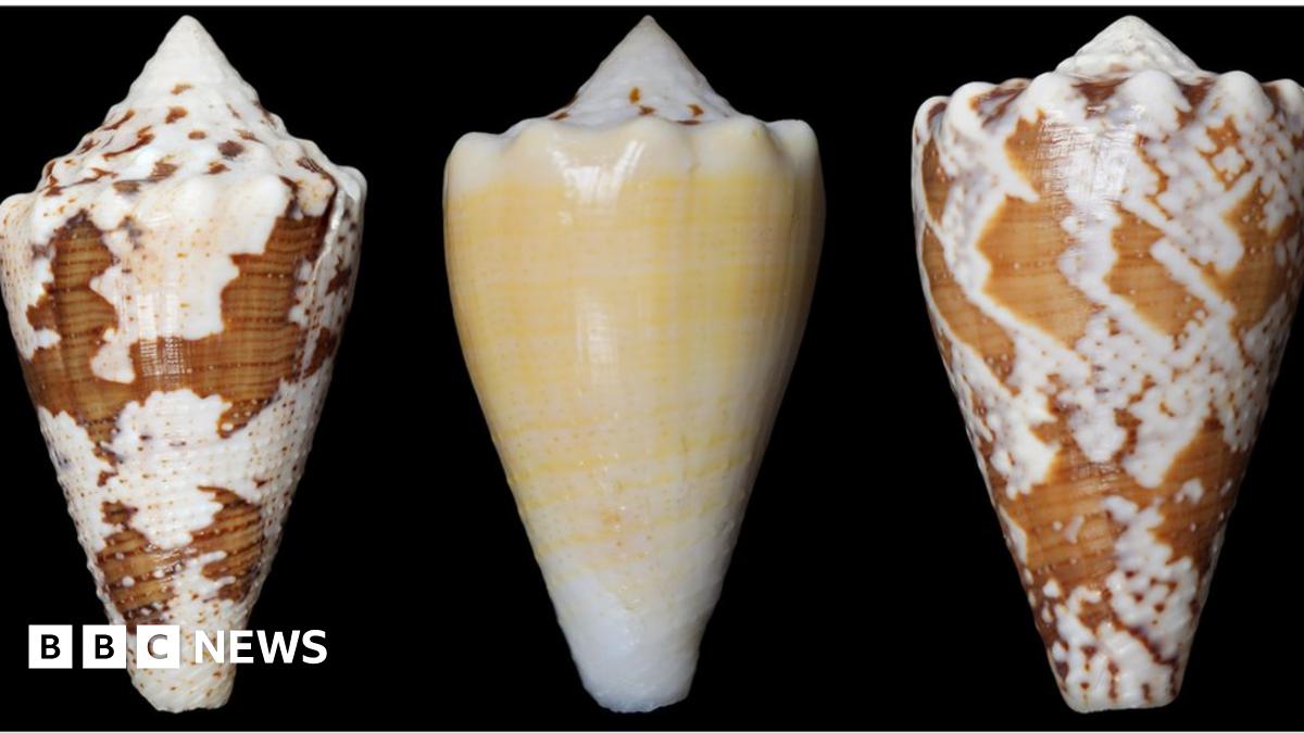 Snail venom compound 'offers chronic pain therapy' - BBC News