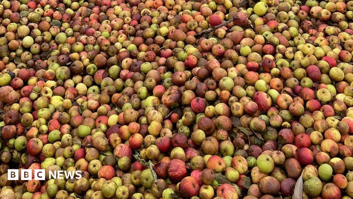 Somerset: Tonnes of apples wash up after Storm Ciarán - BBC News