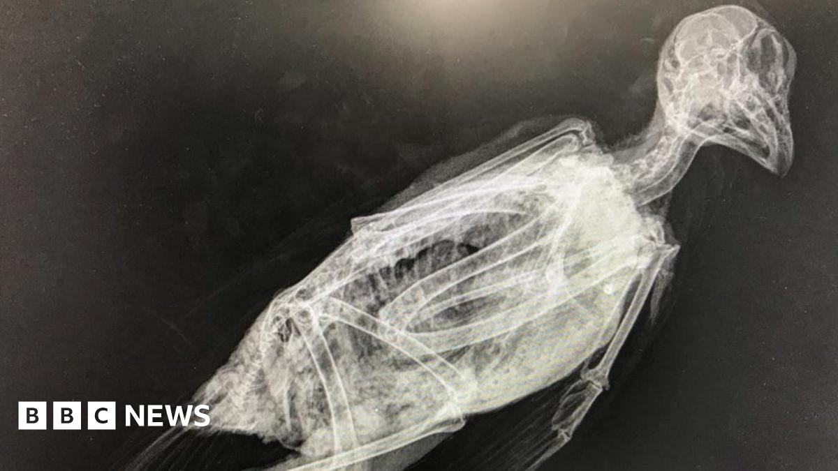 Peregrine falcon shot dead with air rifle near Manchester - BBC News