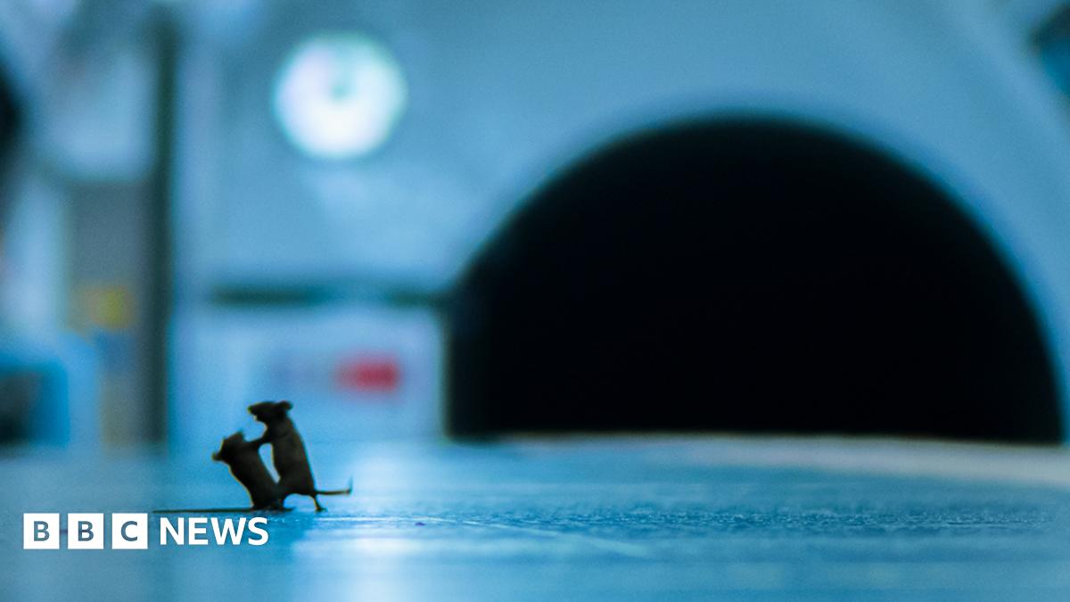 Wildlife photos: Squabbling mice top 'people's poll' award - BBC News