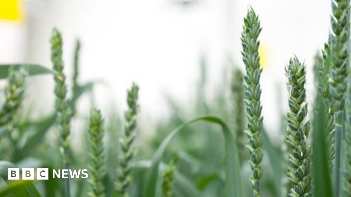 New 'super yield' GM wheat trial gets go-ahead - BBC News