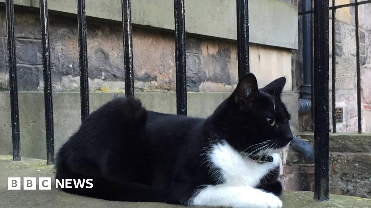 Edinburgh University's famous library cat 'missing' - BBC News