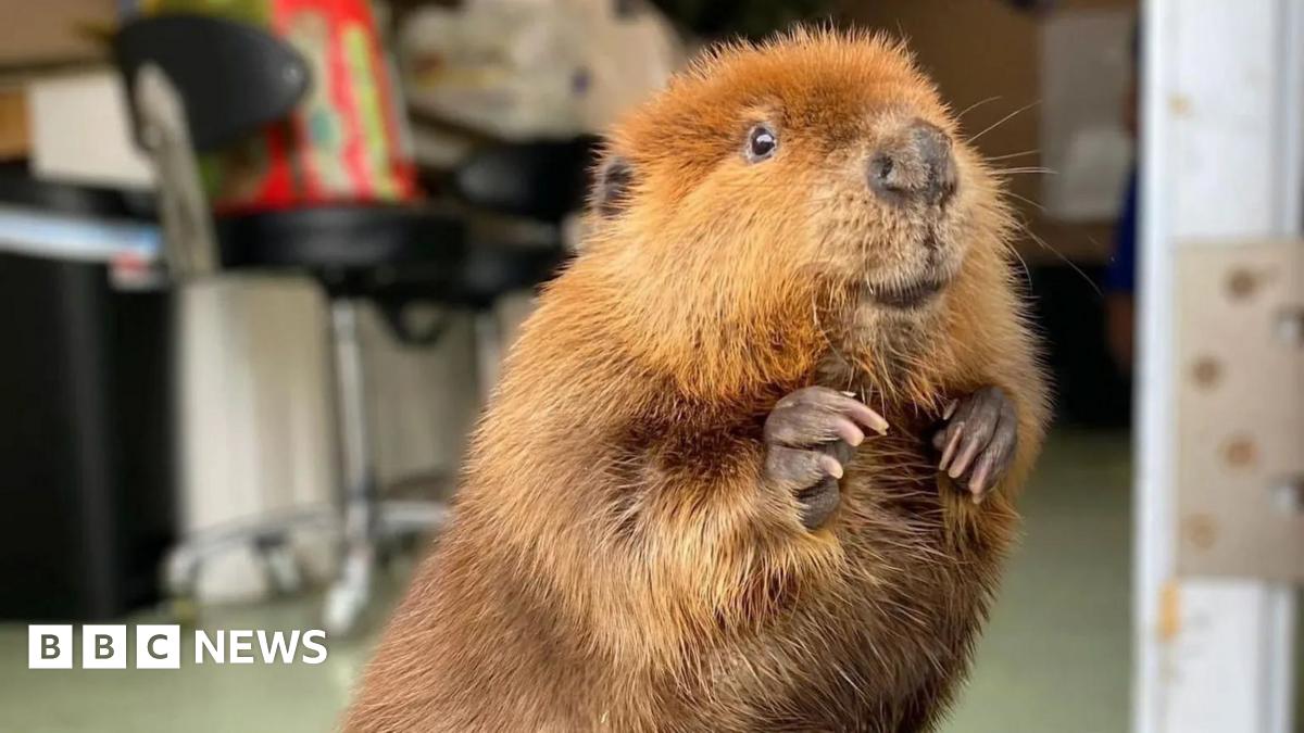 Nibi the 'diva' beaver allowed to stay at wildlife rescue centre - BBC News